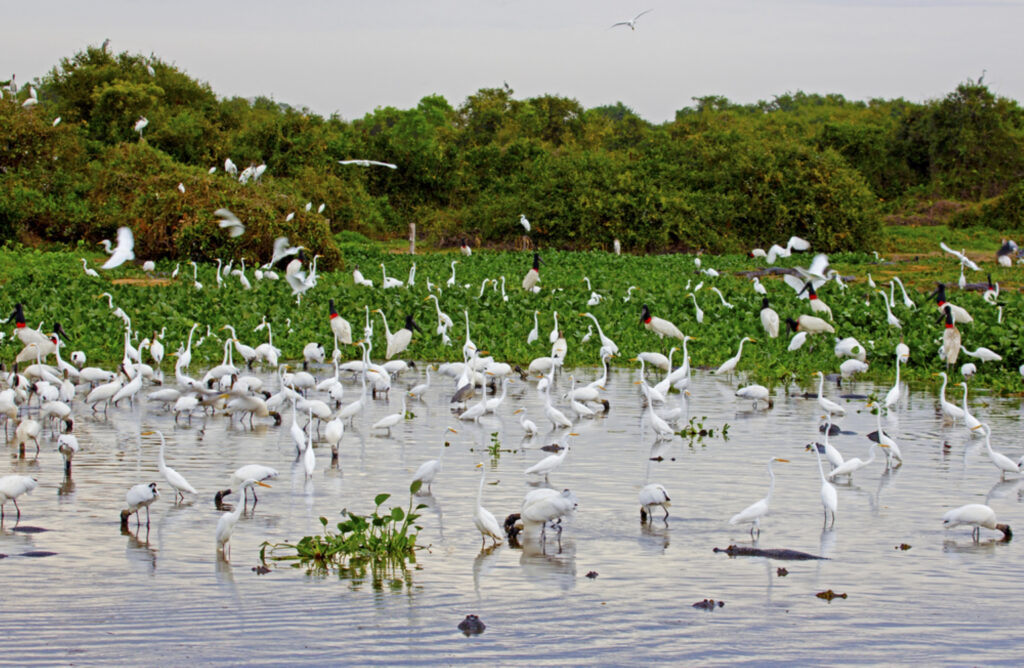 Amazon River Tour - Earthbound Adventures
