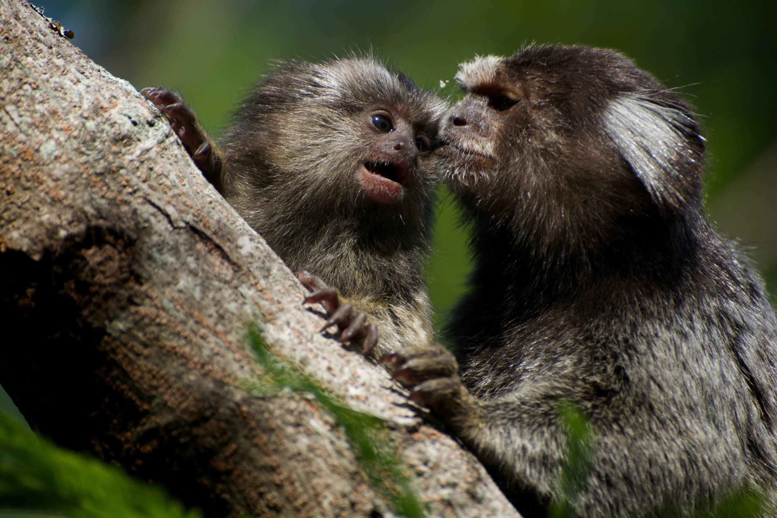Inca Trail and Tambopata Rain Forest - Earthbound Adventures
